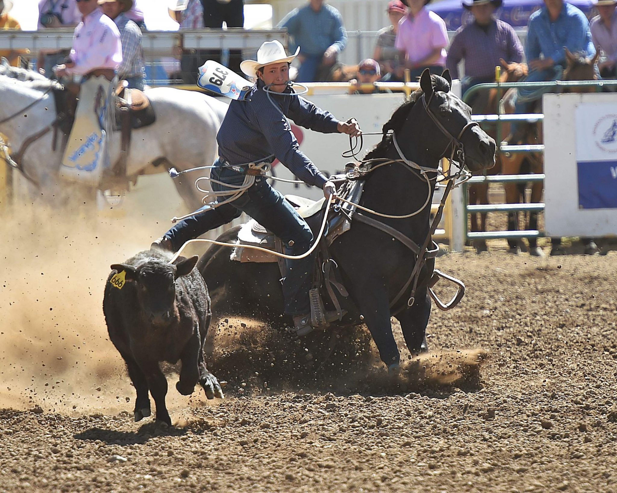 Montana’s Haven Meged enters NFR as 2nd calf roper, top rookie | TSLN.com