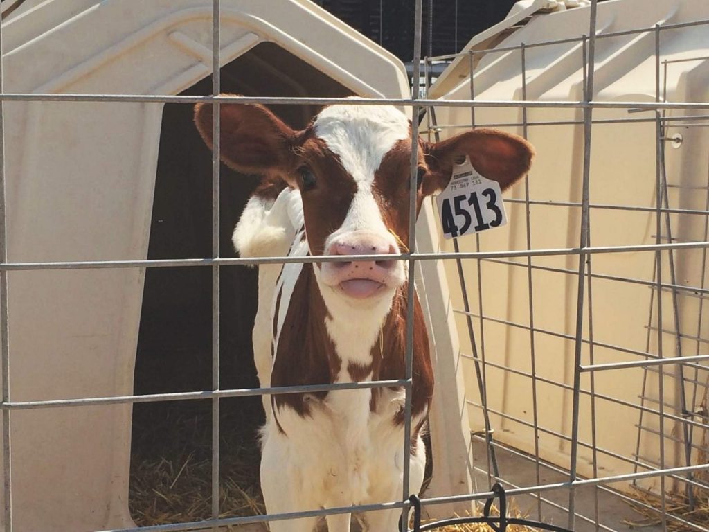 I-29 Moo University Winter Workshop Series Will Focus on Dairy Calves ...