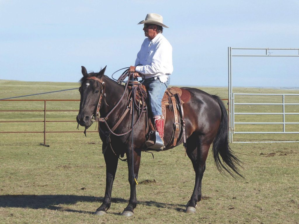 AQHA 50-Year Breeder: Curry Cattle Co. | TSLN.com