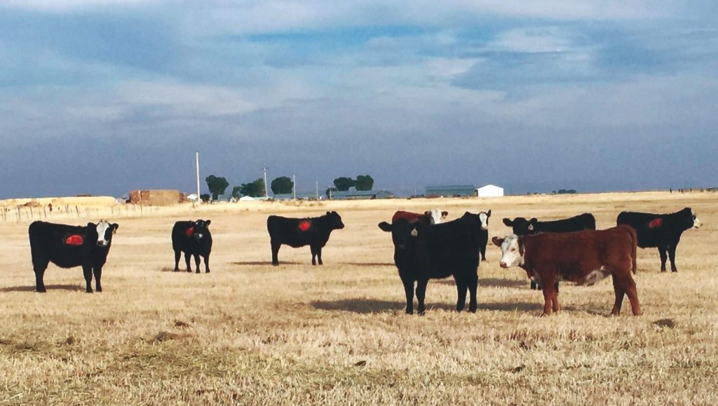 Penned beef heifers stressed, sedentary and experience delayed puberty ...