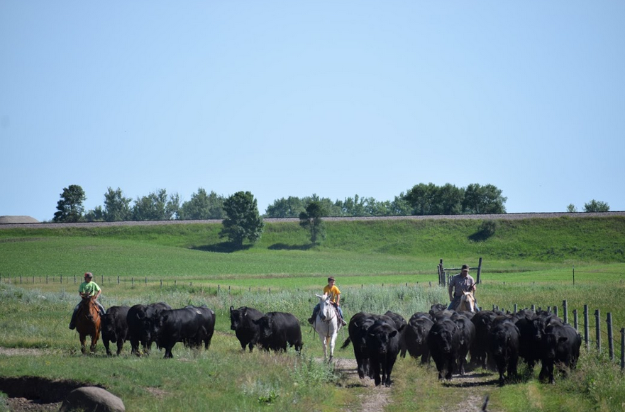 Winter Cattle Journal 2020: Spickler Ranch North Registered Angus ...
