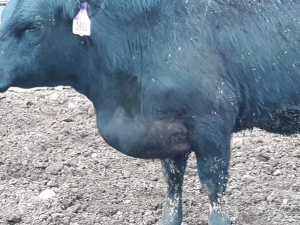 BRISKET DISEASE: Research Continues | TSLN.com