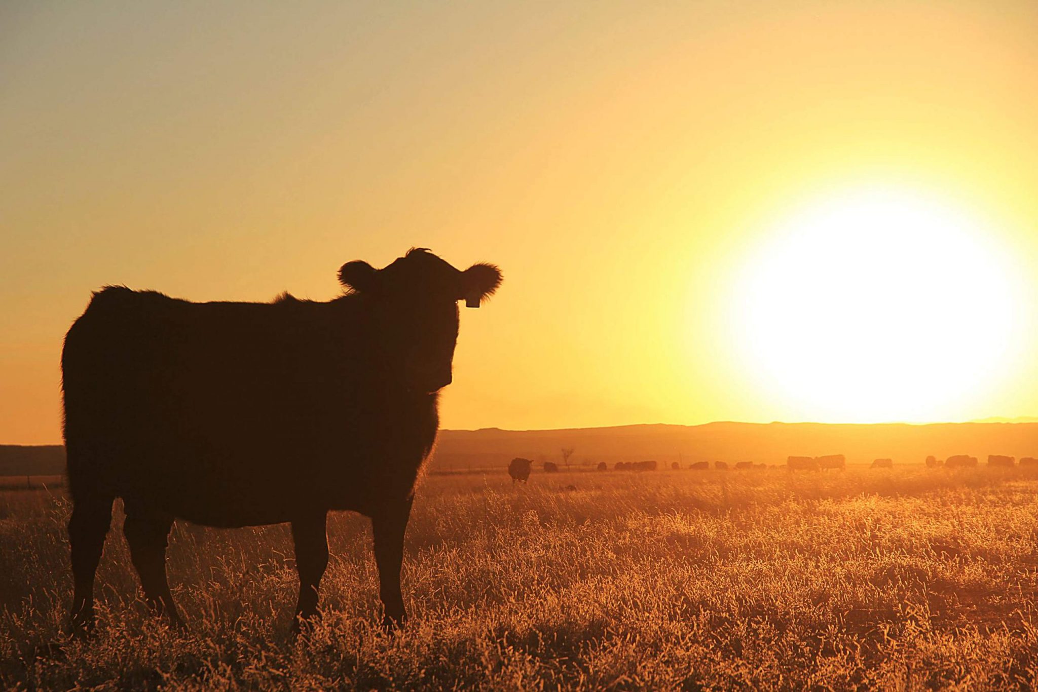 Making changes: Blm seeking input on grazing reg updates | TSLN.com