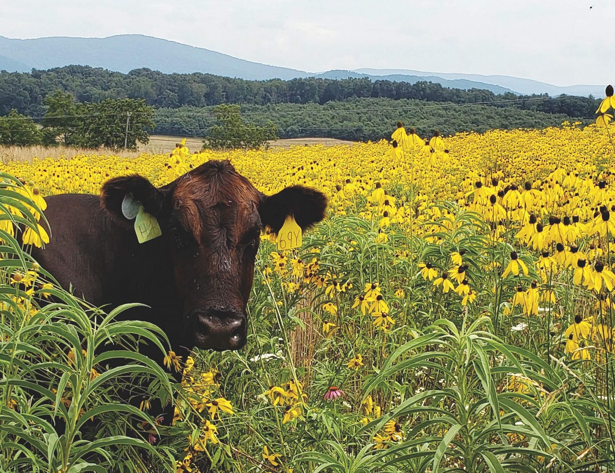 Virginia Tech testing bee-friendly forage for cattle | TSLN.com