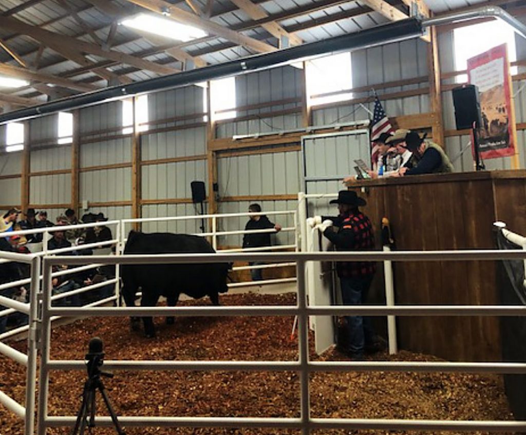 Pilakowski Angus/Carter Family Angus | TSLN.com