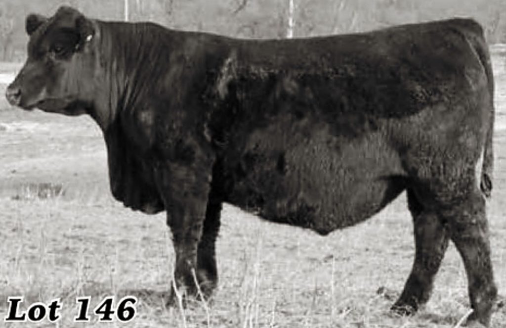 Sale Report: TK Angus | TSLN.com