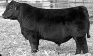 Sale Report: Poss Angus | TSLN.com