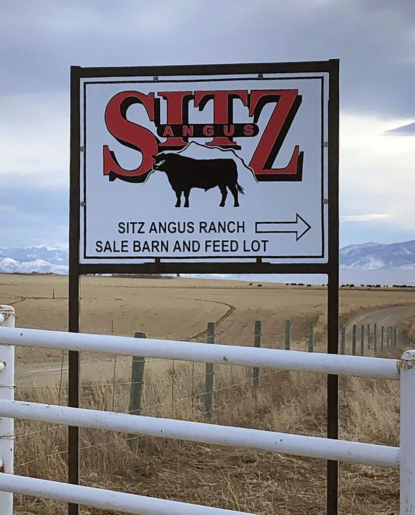 SITZ Angus 18th Annual Spring Bull Sale | TSLN.com