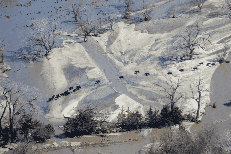 Chopped hay: Helicopters drop feed following flood | TSLN.com