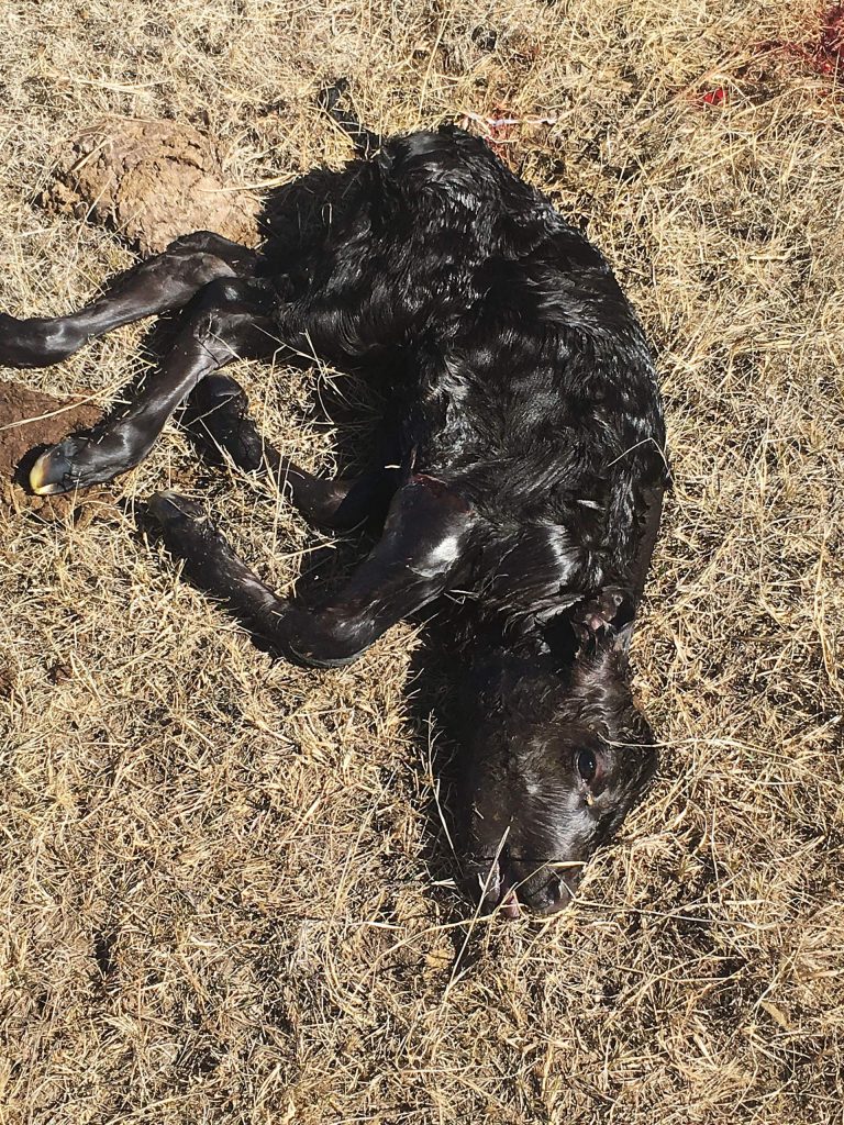 Late term mycotoxin abortions | TSLN.com