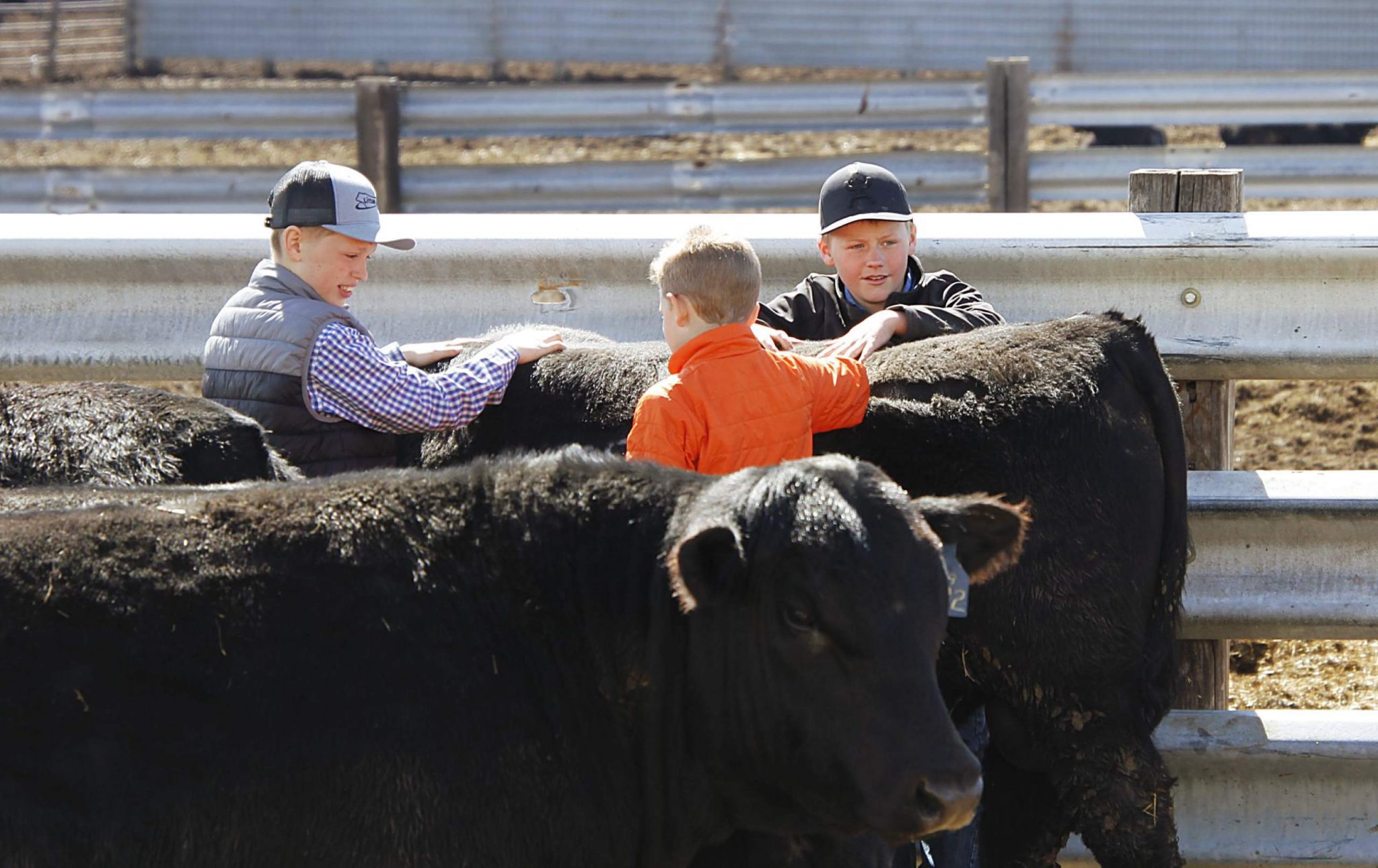 Littau Angus Annual Production Sale | TSLN.com