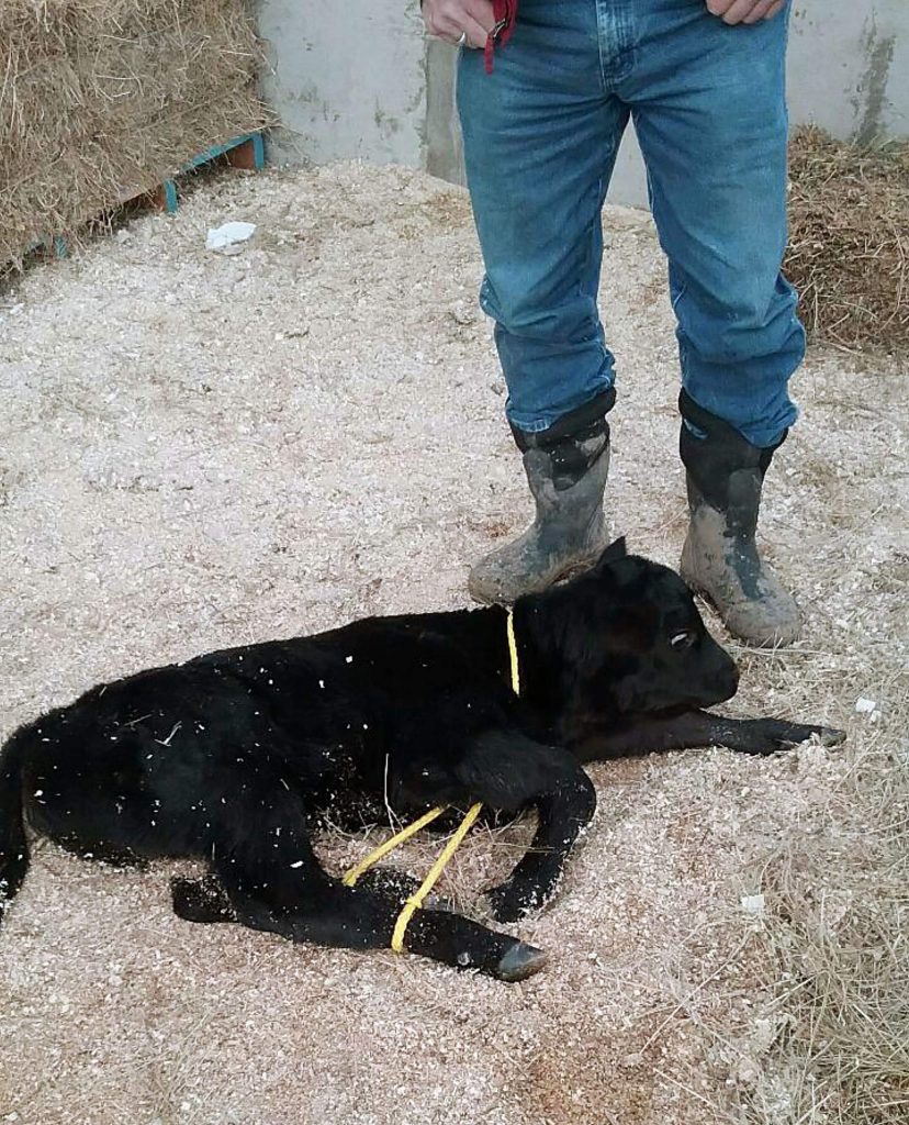 Humane and handy calf hobble | TSLN.com