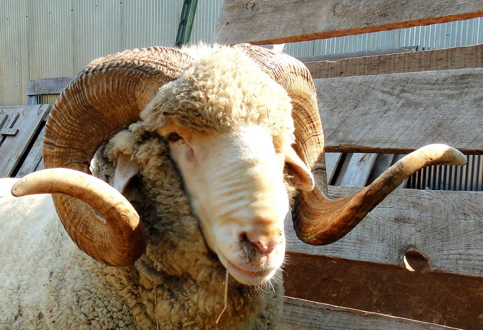 Buck Sheep Pedicures | TSLN.com