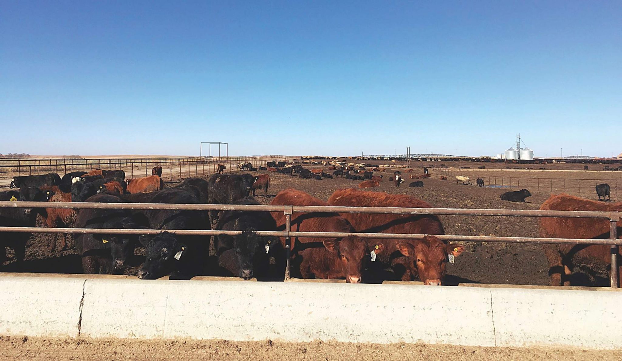 Beef shortage, perhaps; cattle shortage, no | TSLN.com