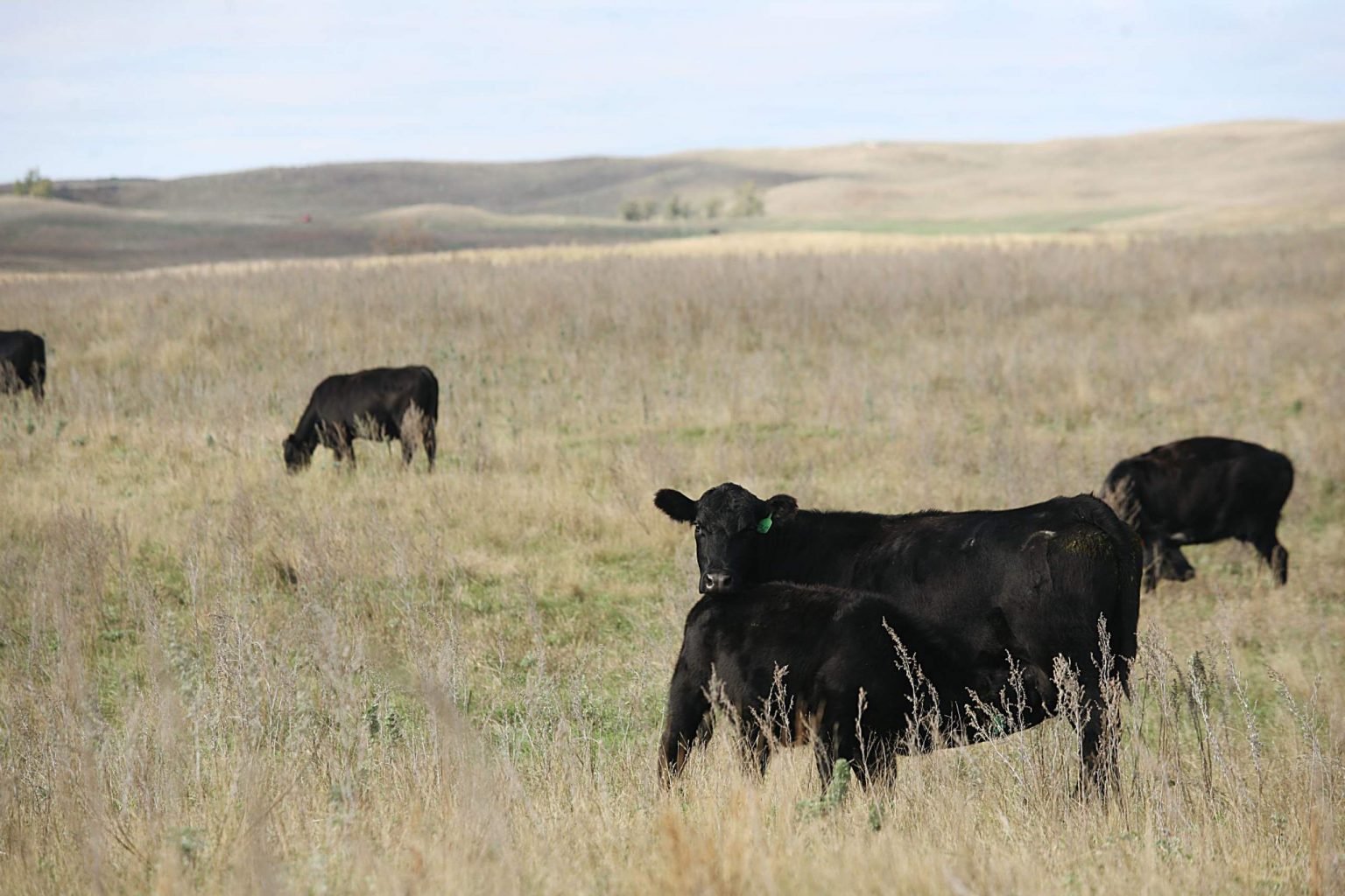 Pasture to Pantry: Cull Cows Provide Protein for Needy Families | TSLN.com