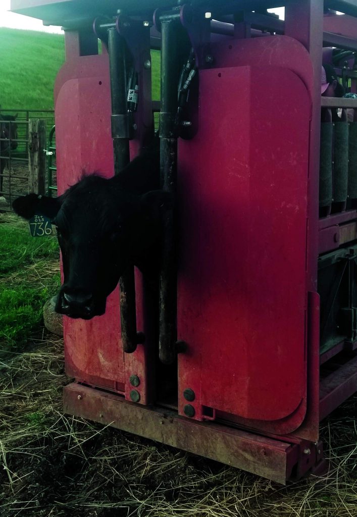 Consider Pregnancy Testing Beef Cattle Early | TSLN.com