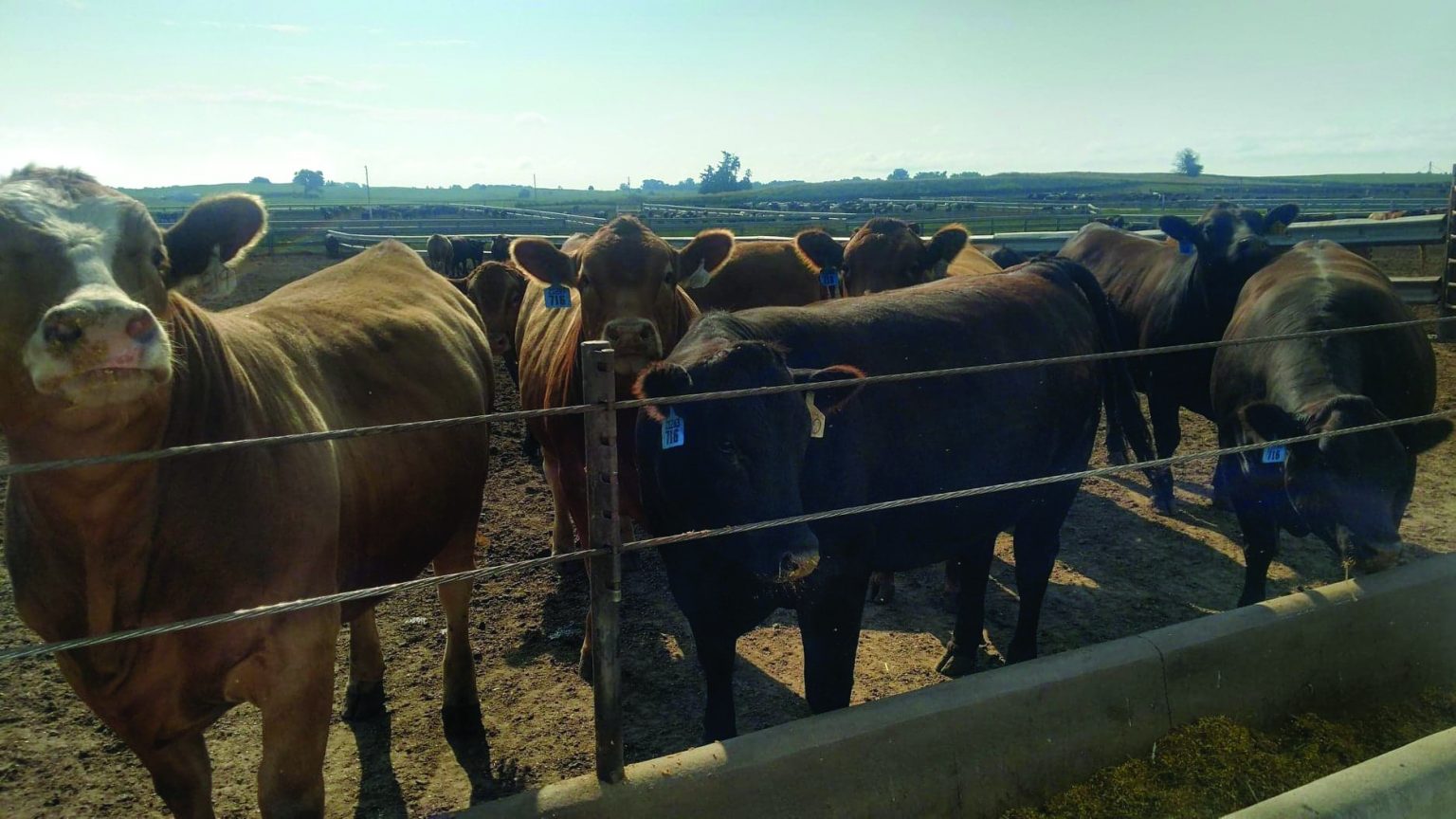 New Owners of Fed Cattle Exchange have changes on the menu | TSLN.com