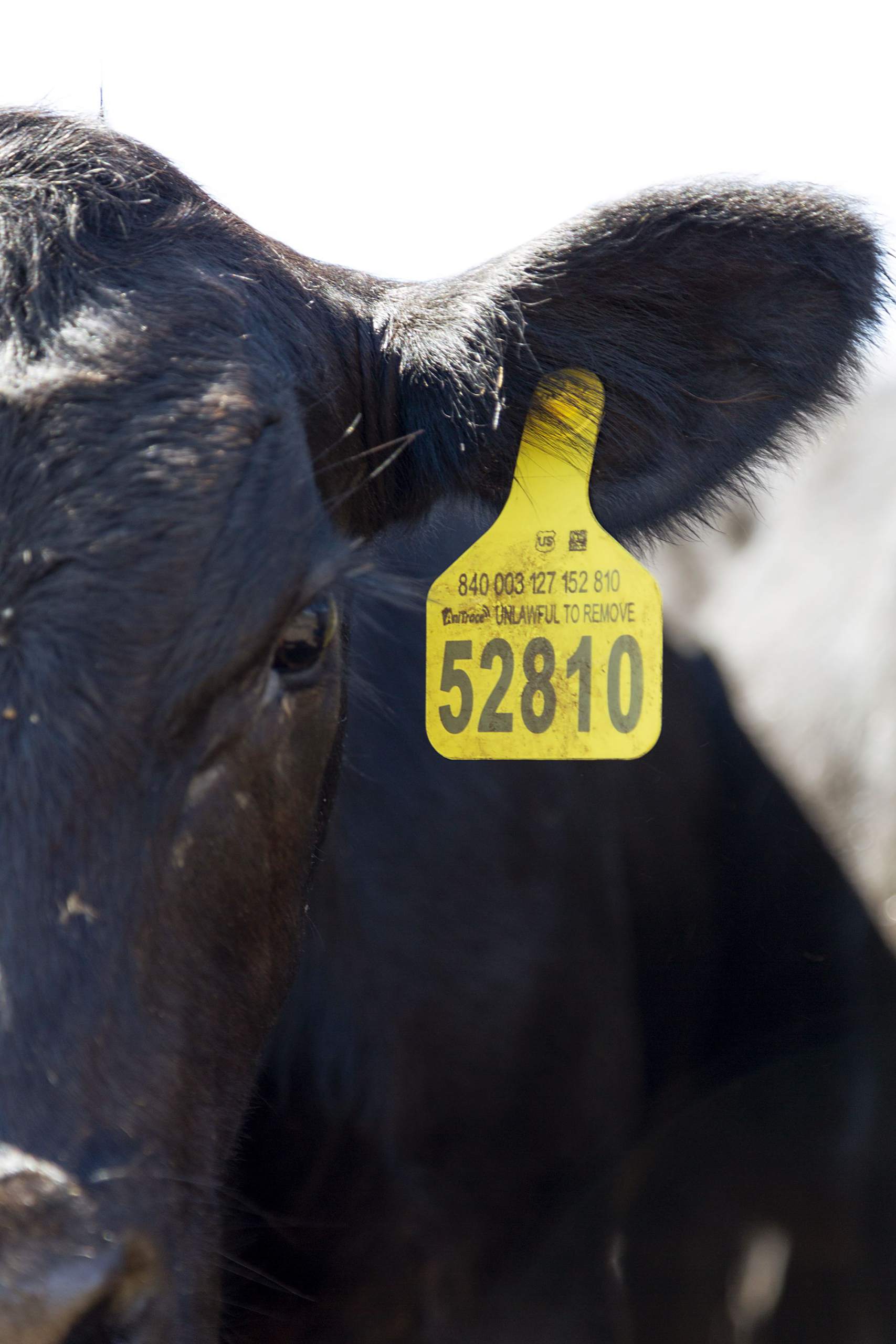 Tag, you’re it: USDA proposes phasing out metal id tags by 2023 | TSLN.com