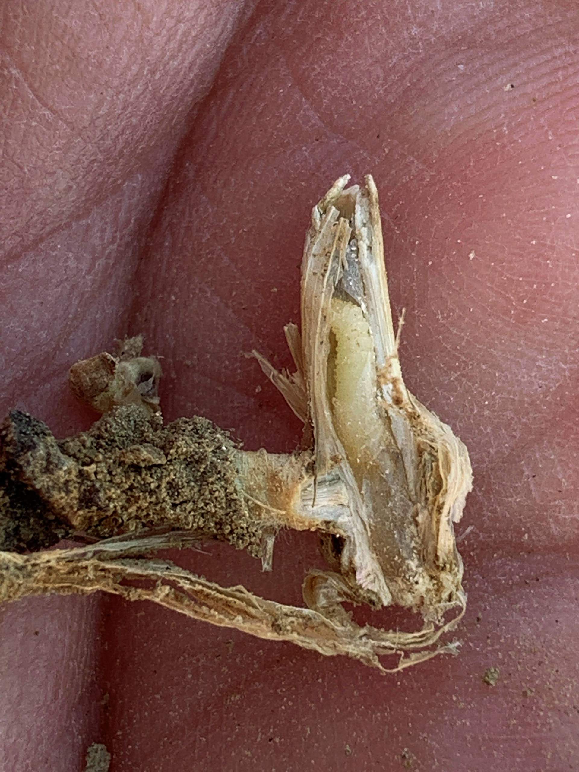 Left flat: Growers plan to manage around sawfly | TSLN.com
