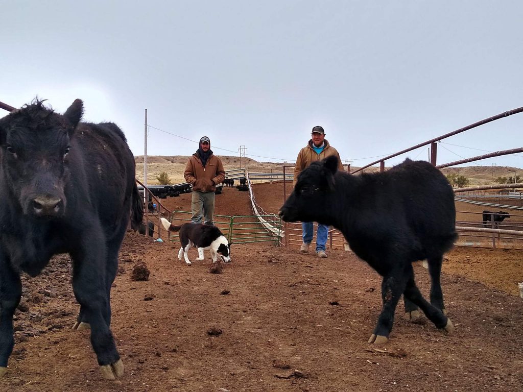 Keeping calves healthy: How to treat the sick ones | TSLN.com