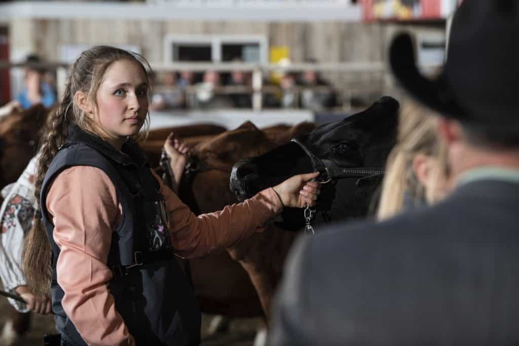 Hayley Stahl wins Grand Champ heifer and Top Herdsman in Merit Heifer ...