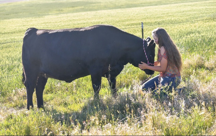 Hayley Stahl wins Grand Champ heifer and Top Herdsman in Merit Heifer ...