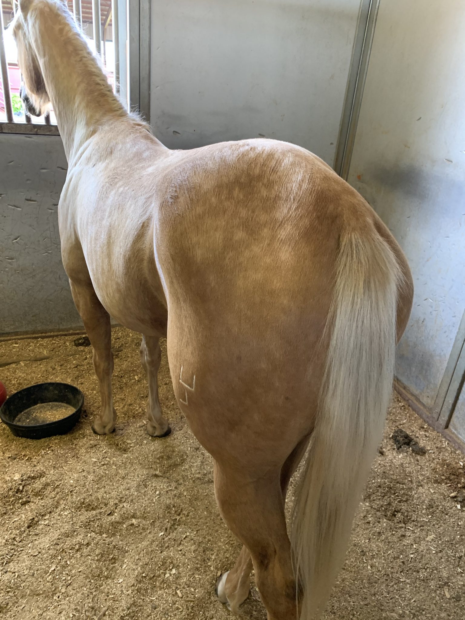 A Genetic Concern: Immune-Mediated Myositis/MYH1 Myopathy | TSLN.com