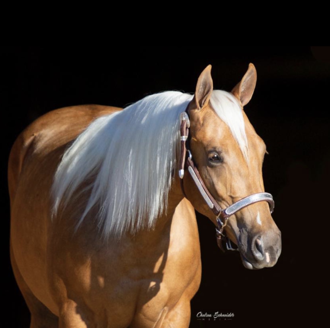 A Genetic Concern: Immune-Mediated Myositis/MYH1 Myopathy | TSLN.com