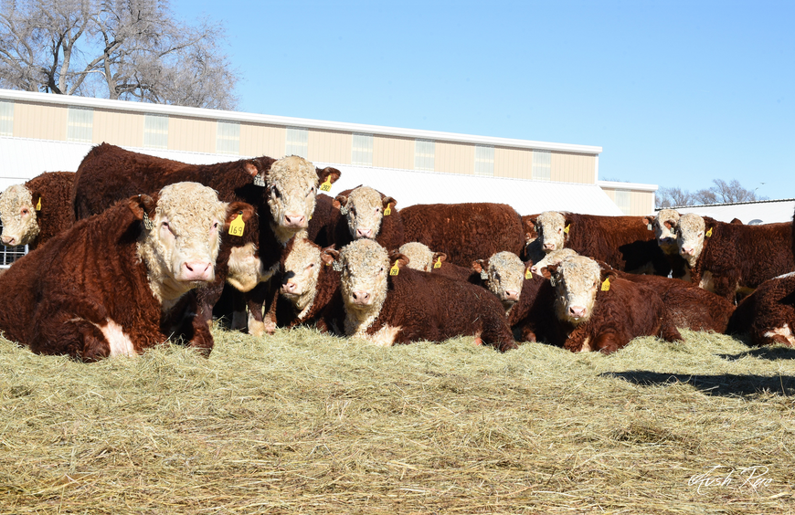 Upstream Hereford Ranch: They come from a long line of Herefords | TSLN.com