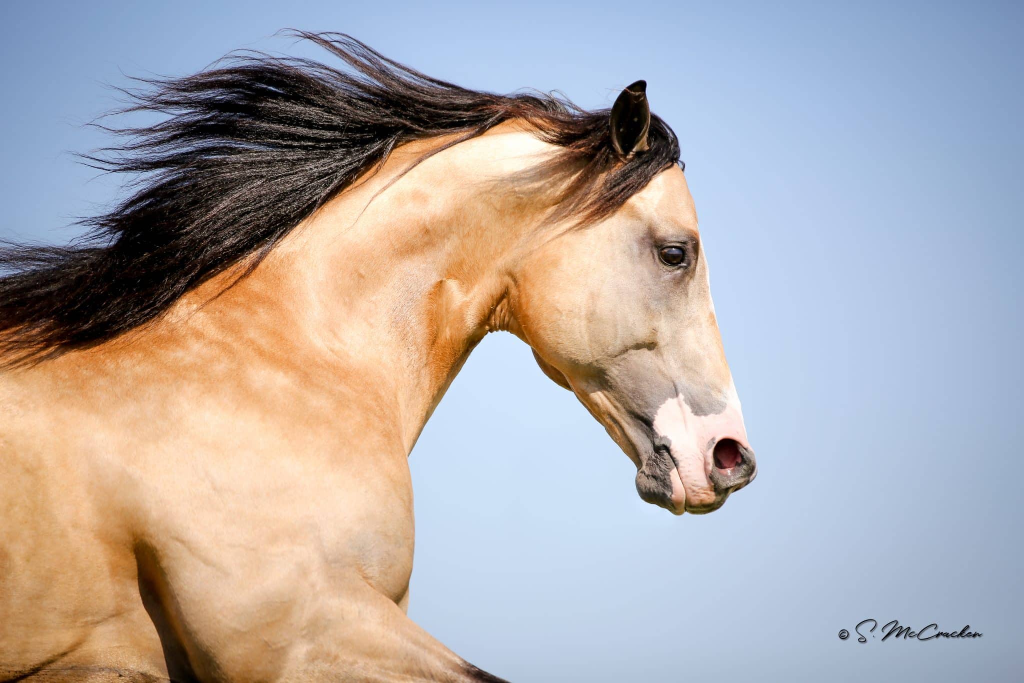 Stallion Showcase: The Making of a Wonder Horse: Lucky Wonder Horse ...