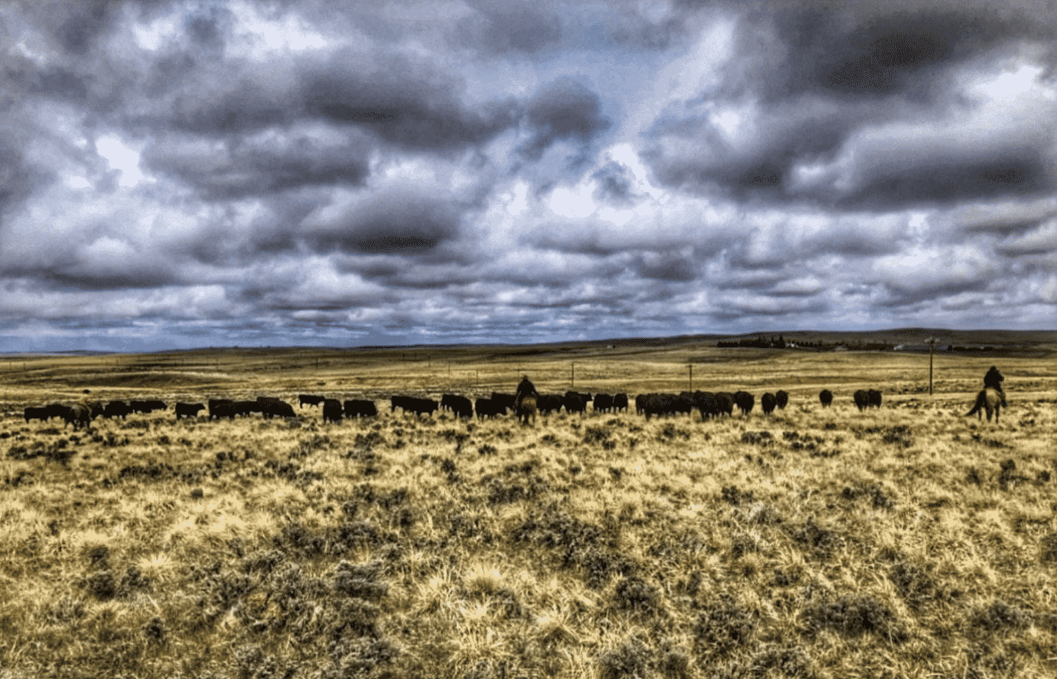 Flying M Angus Ranch: Cattle built to survive and thrive in Wyoming ...