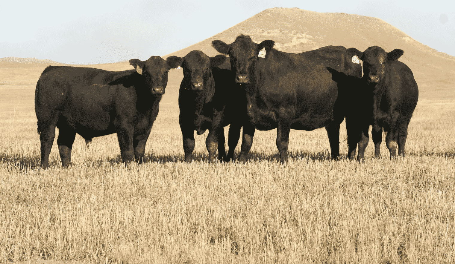 Begger’s Diamond V: The Rancher Comes First | TSLN.com