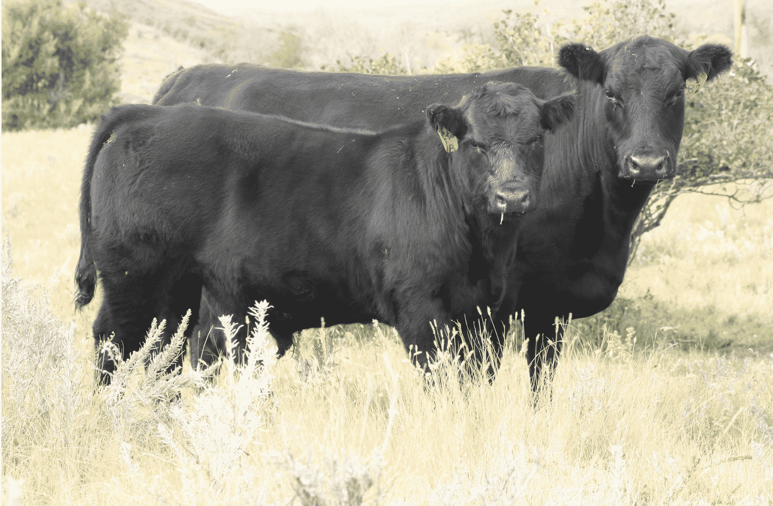 Begger’s Diamond V: The Rancher Comes First | TSLN.com