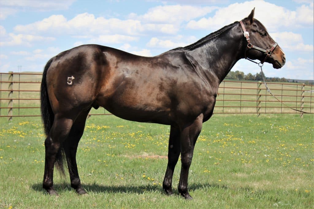 Stallion Showcase: Five Arrow Quarter Horses: Conformation, Performance ...