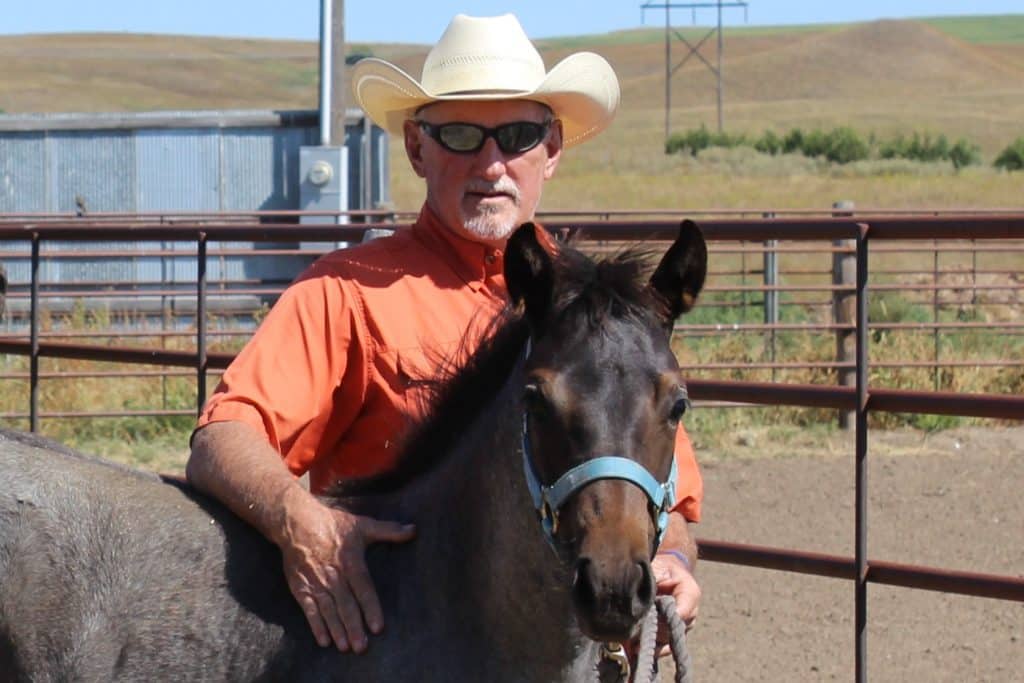 Stallion Showcase: Five Arrow Quarter Horses: Conformation, Performance ...