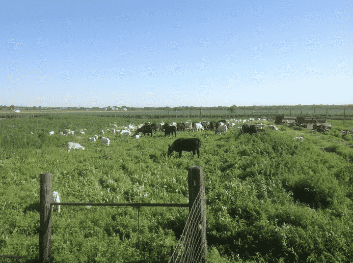 Forage 2022: Multispecies Grazing – Better forage utilization results ...