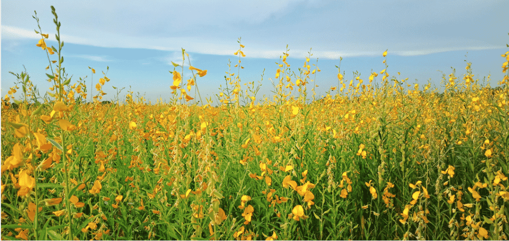 Forage 2022: SUNN HEMP: From the tropics to Wyoming | TSLN.com