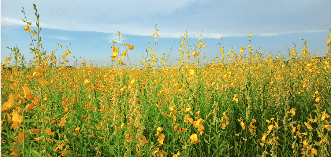 Forage 2022: SUNN HEMP: From the tropics to Wyoming | TSLN.com