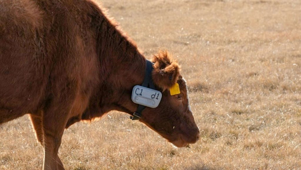 Technical Note: Where are my cattle? – Part II: Virtual Fencing | TSLN.com