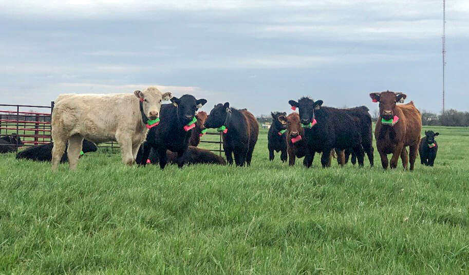 Technical Note: Where are my cattle? – Part I: GPS Sensors | TSLN.com