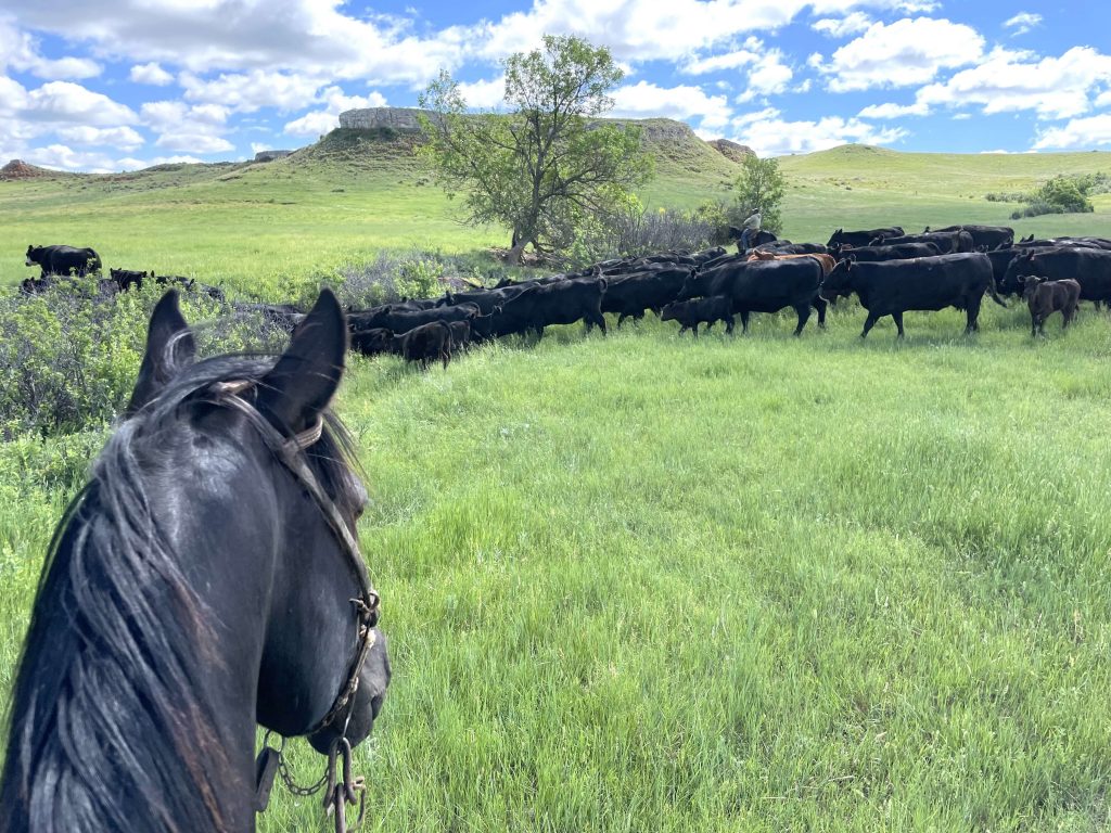 Schreier: Thoughts From Prairie Eden | TSLN.com