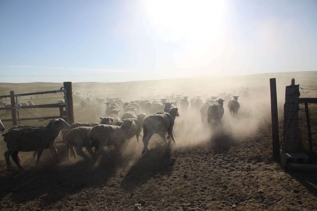 January Market Report Offers Insight for American Lamb Producers | TSLN.com