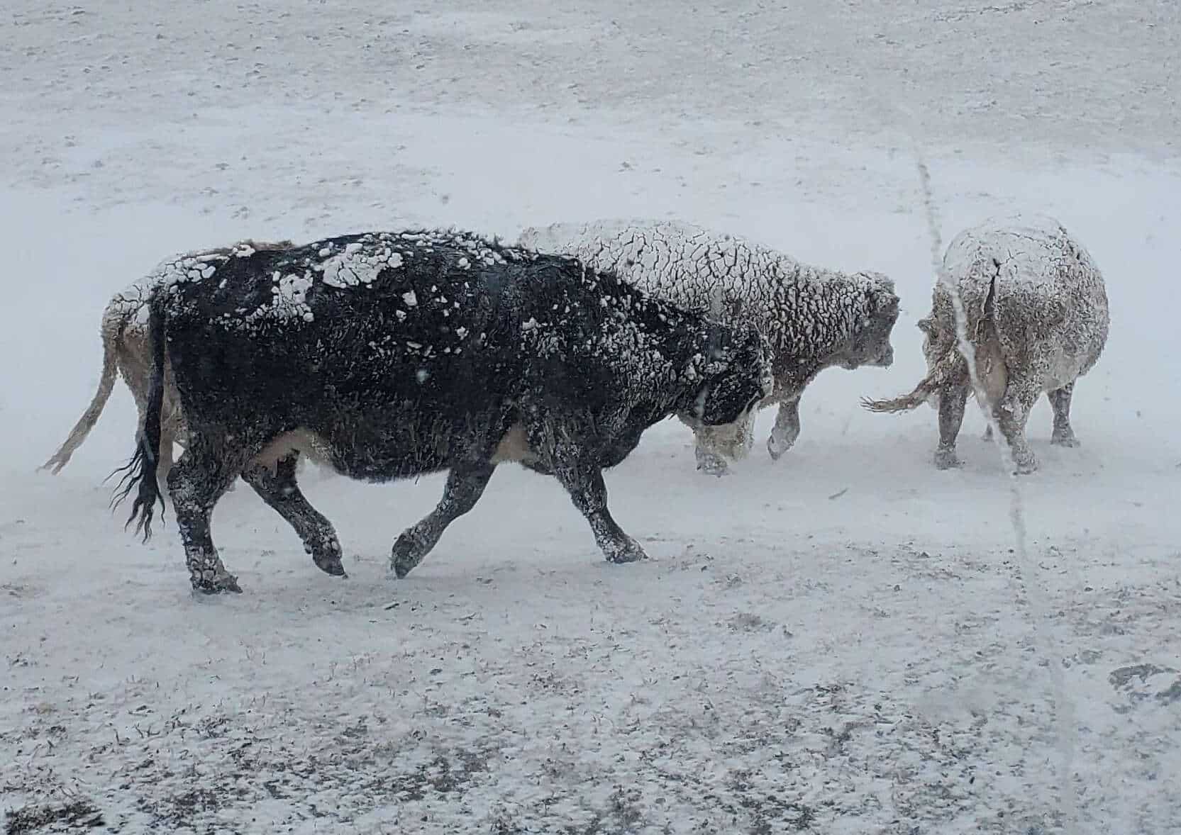 Historic second April blizzard brings stress and moisture | TSLN.com