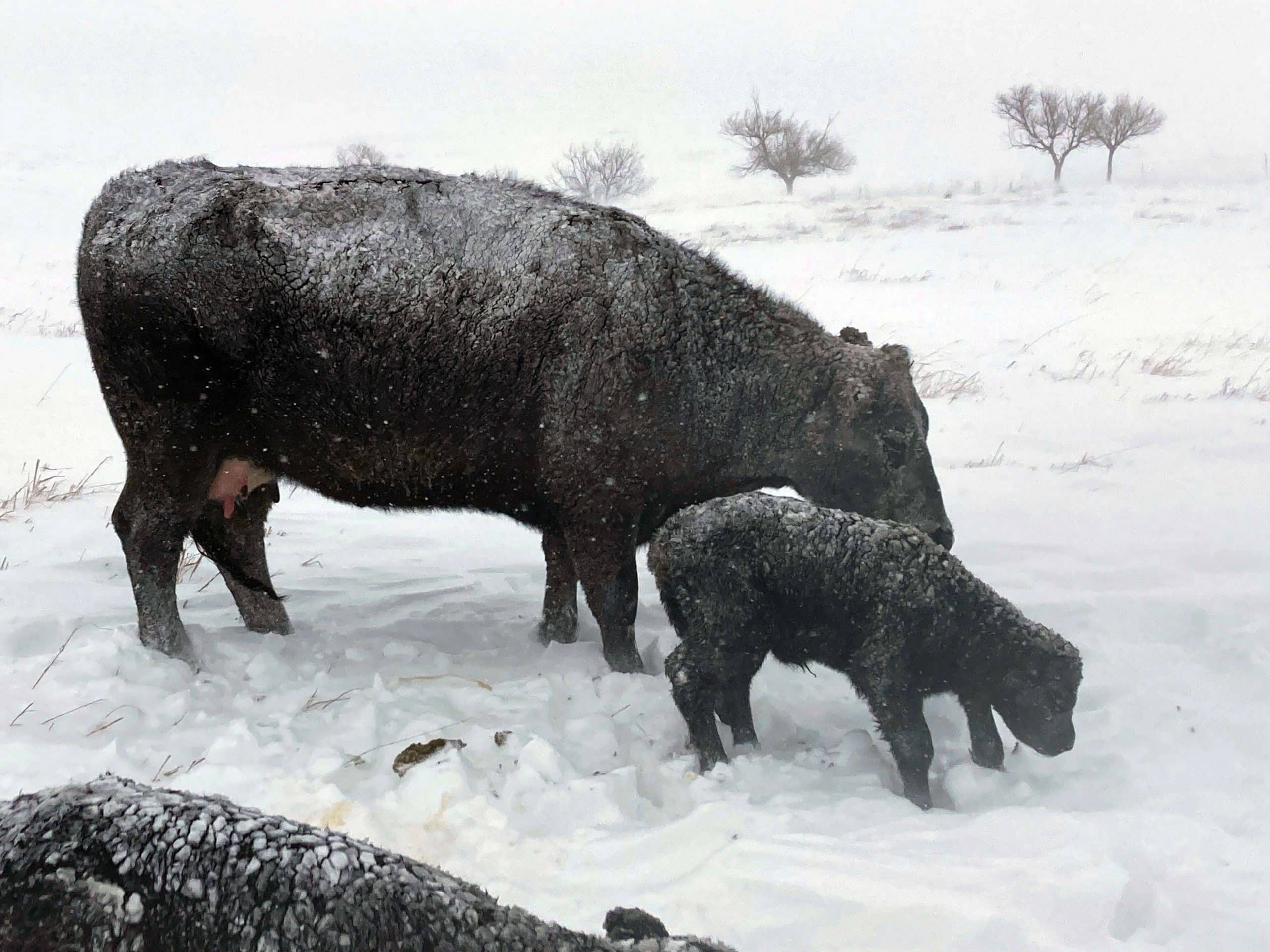 Aftermath: Ranchers work through storm challenges and prepare for next ...