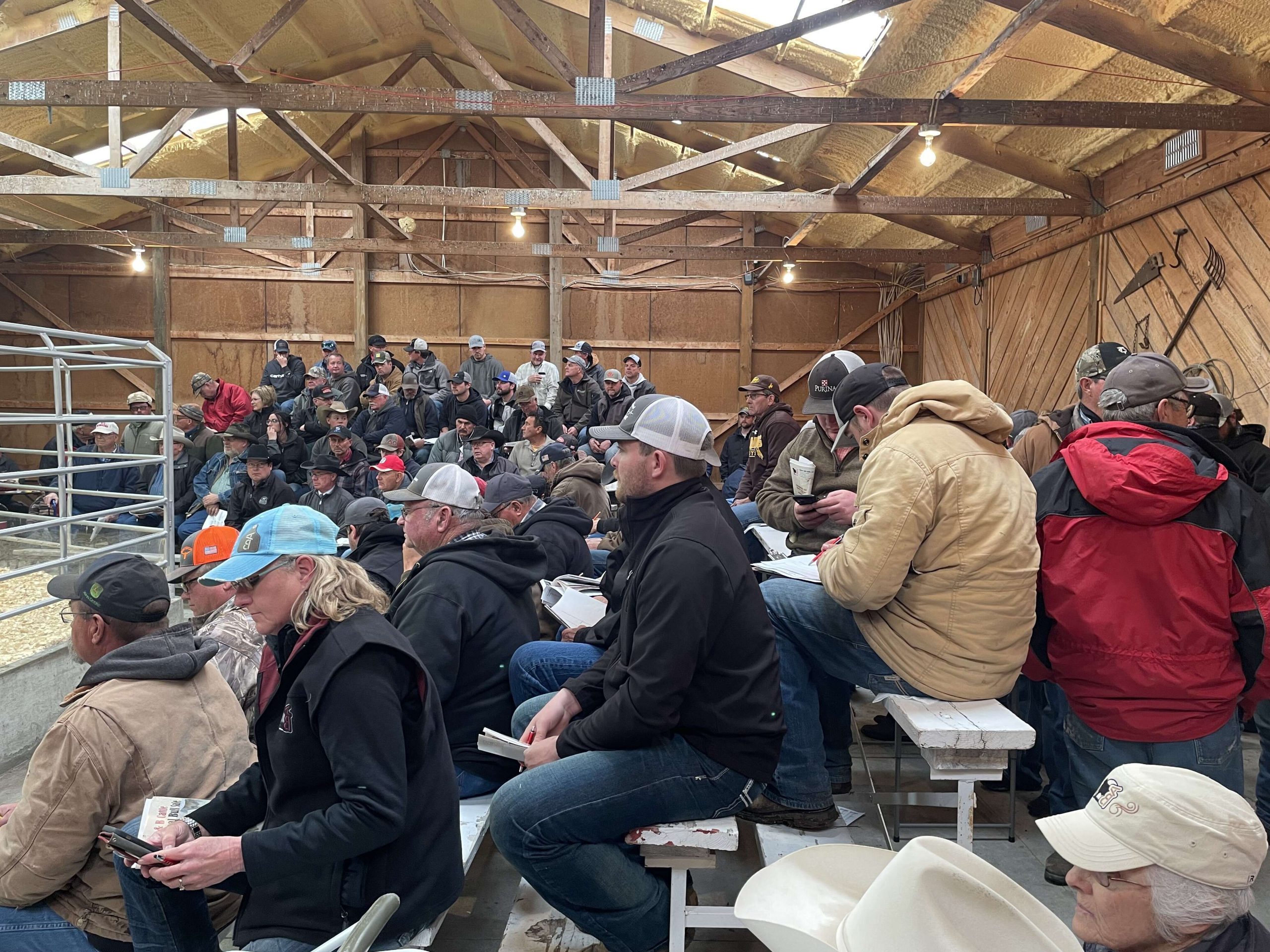 A&B Cattle 32nd Annual Bull Sale | TSLN.com