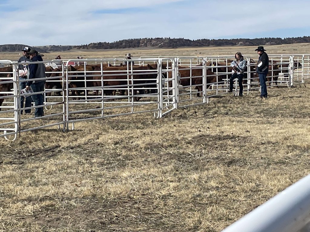 Schuler Red Angus & Composite Bull Sale | TSLN.com