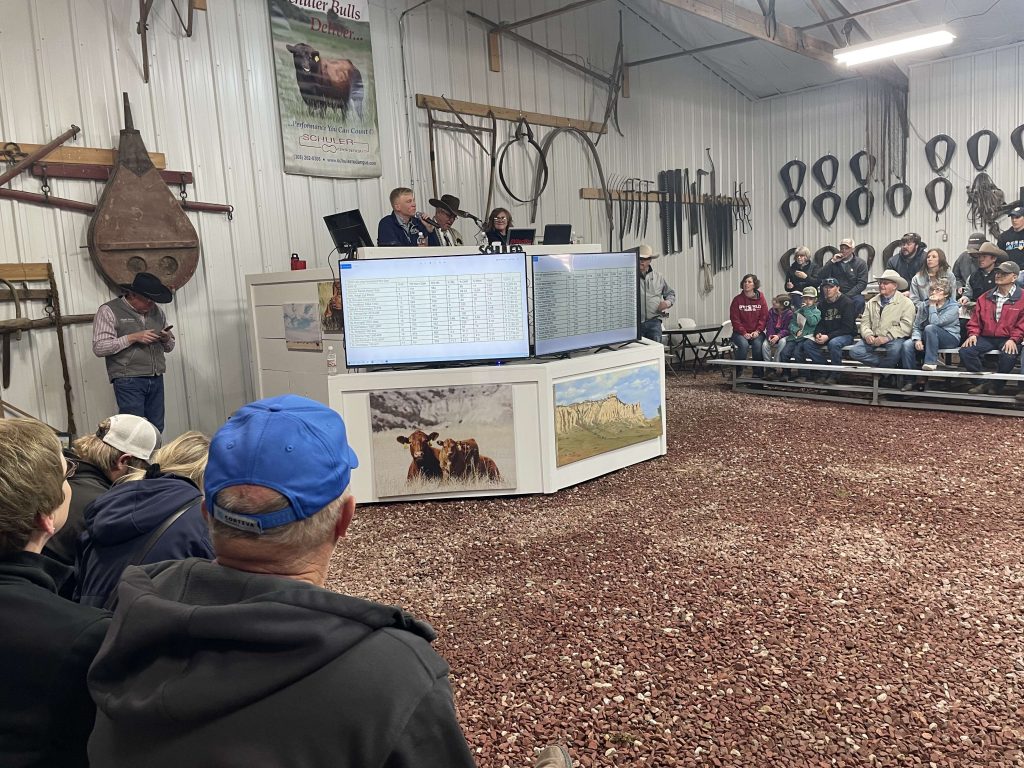 Schuler Red Angus & Composite Bull Sale | TSLN.com