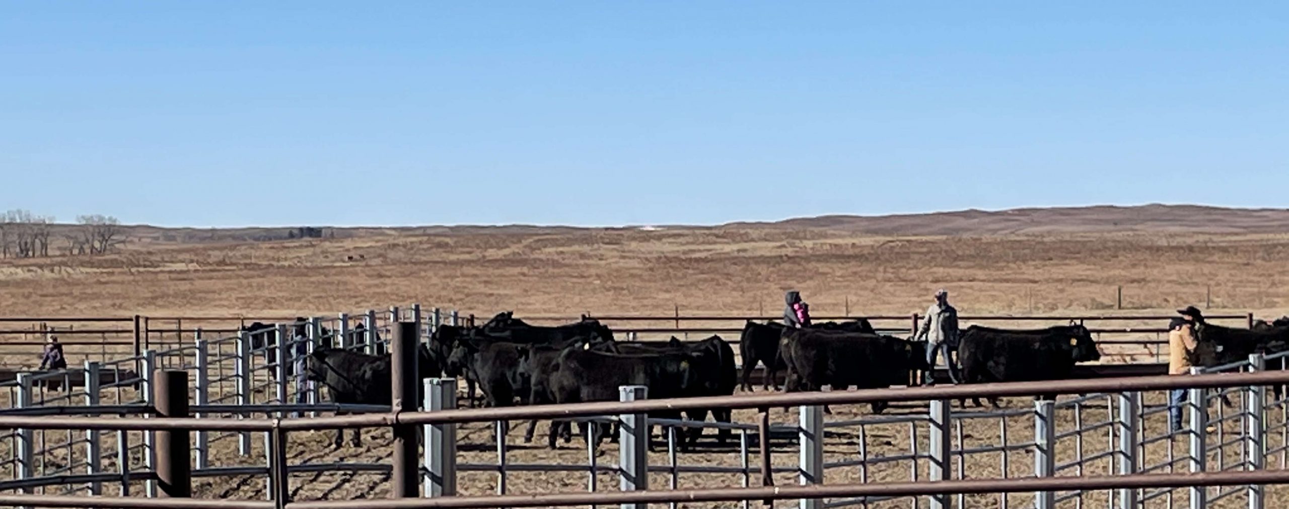 Hoffman Ranch Annual Bull Sale | TSLN.com