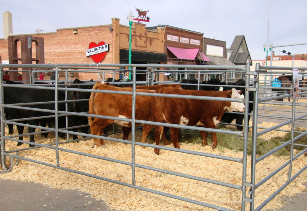 Heart City Bull Bash includes livestock show, bull exhibition, more ...