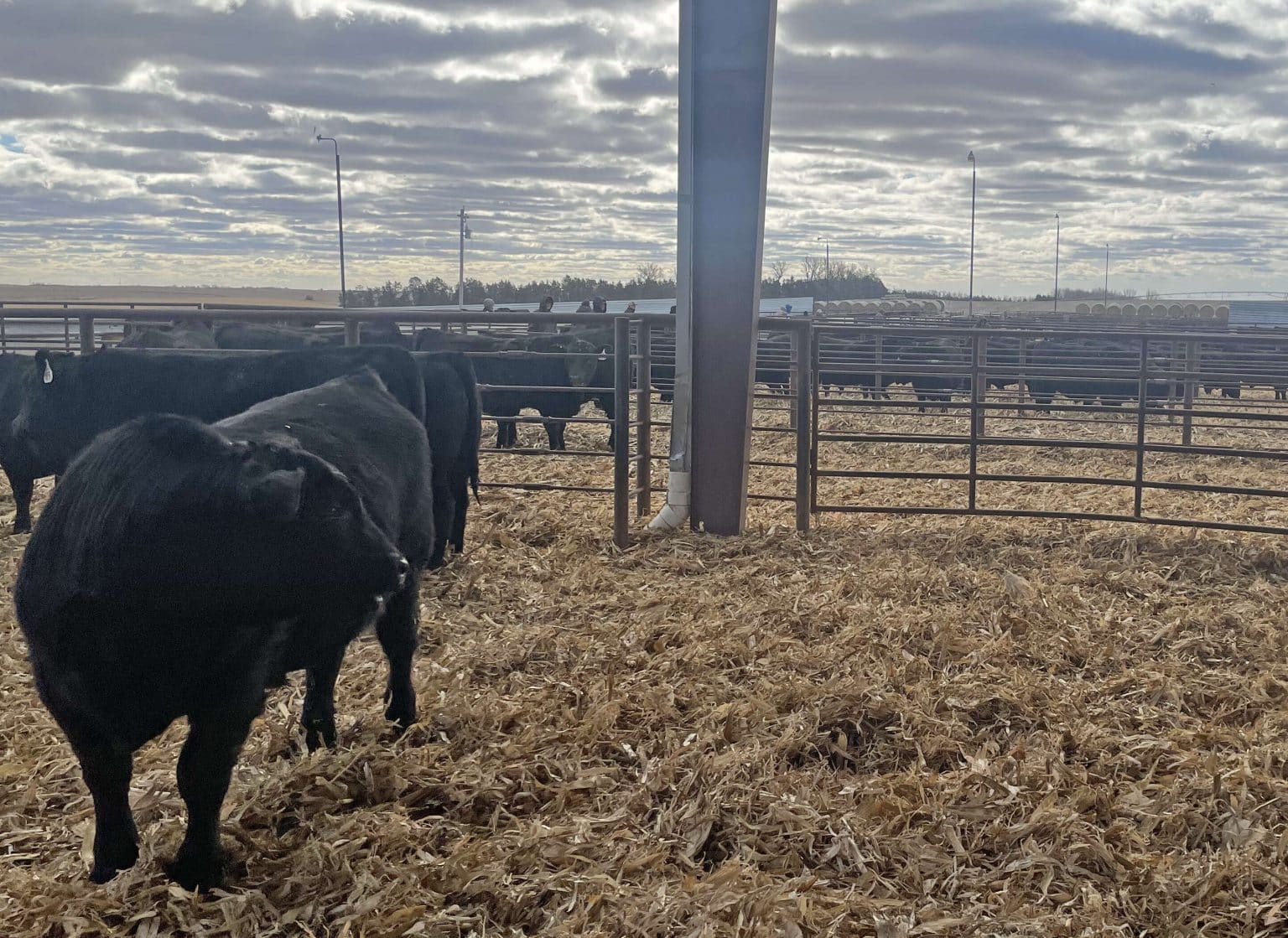 Jindra Angus Bull Sale | TSLN.com